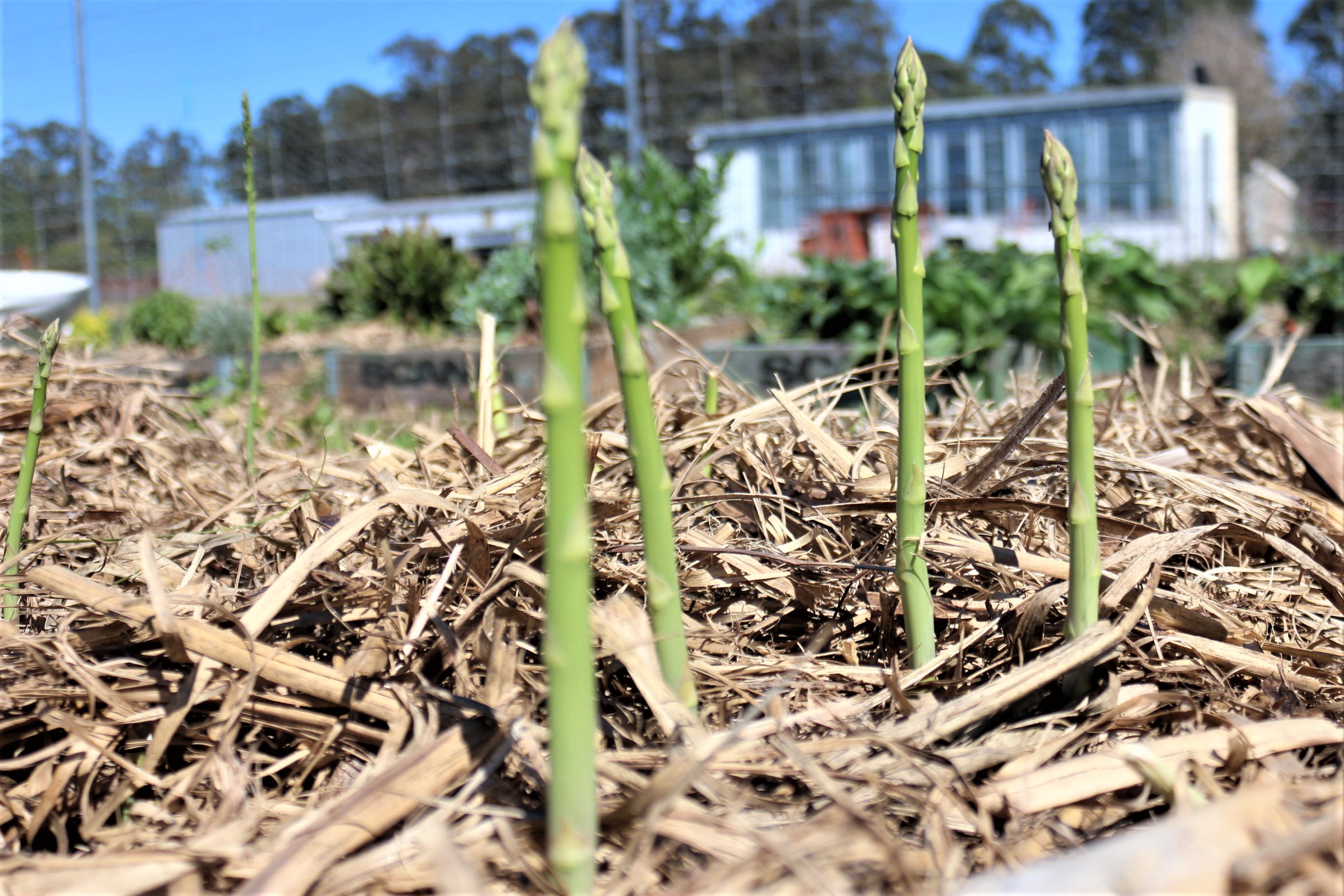 Got to love Spring time… | Off Grid Maori