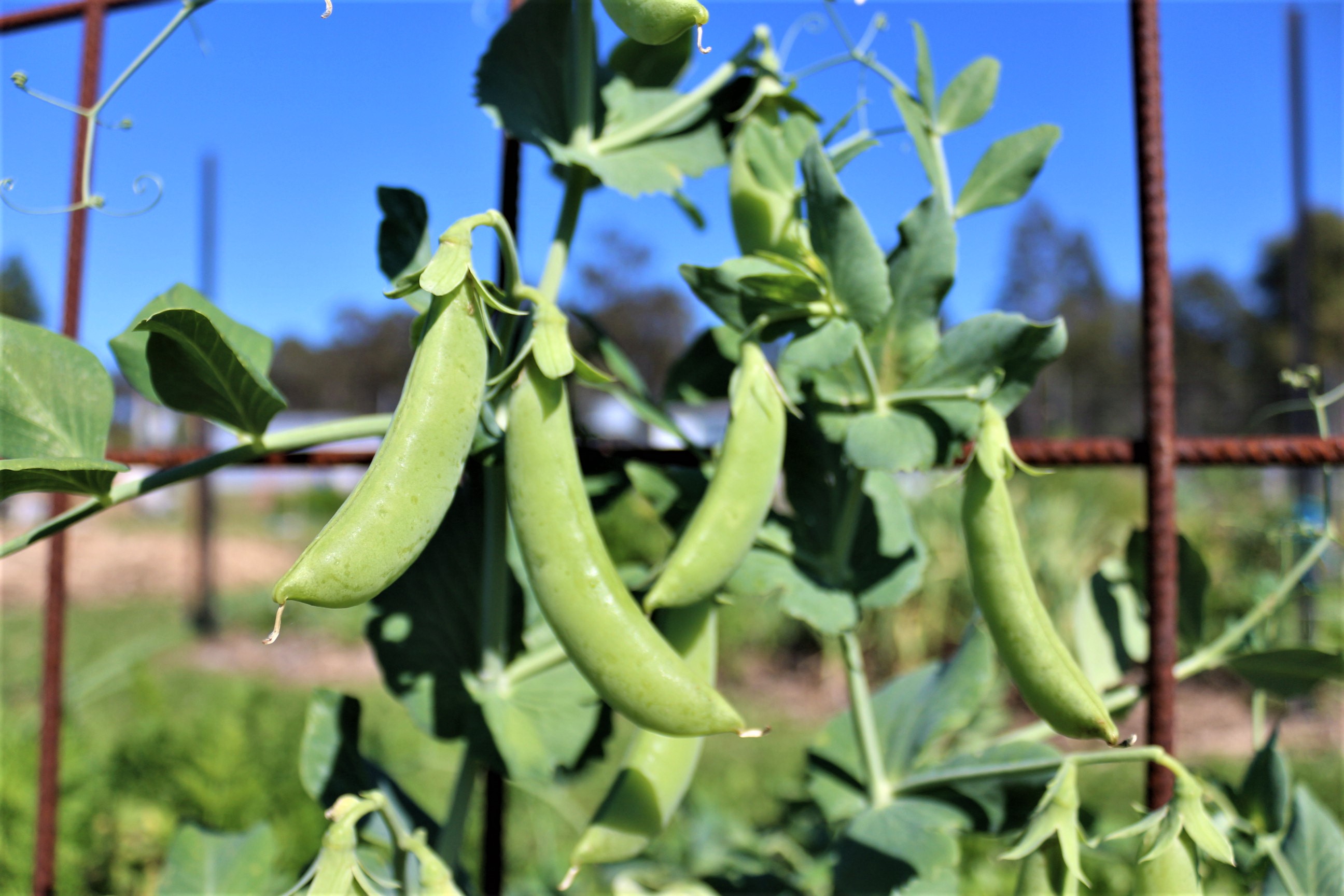 Got to love Spring time… | Off Grid Maori