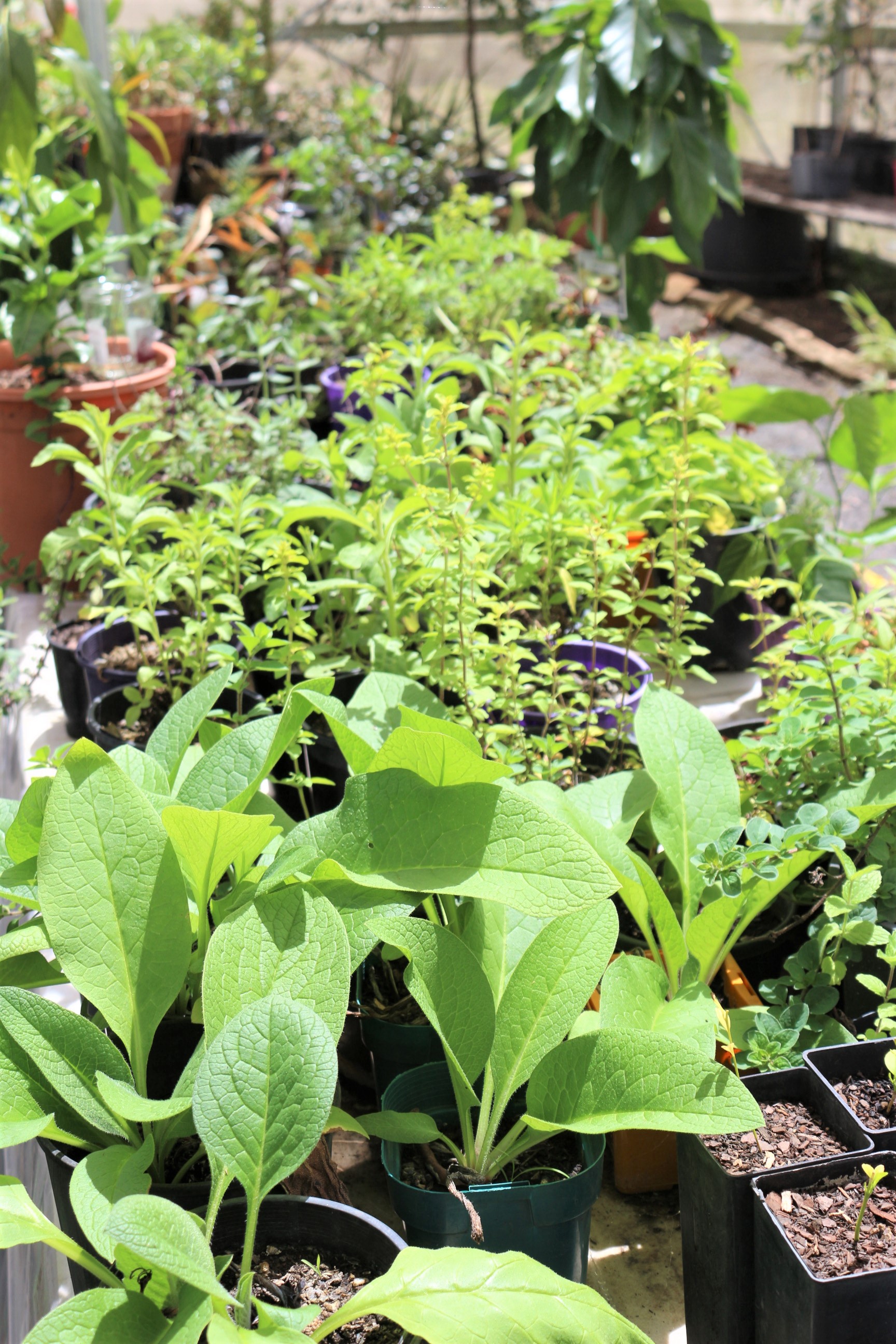 Got to love Spring time… | Off Grid Maori