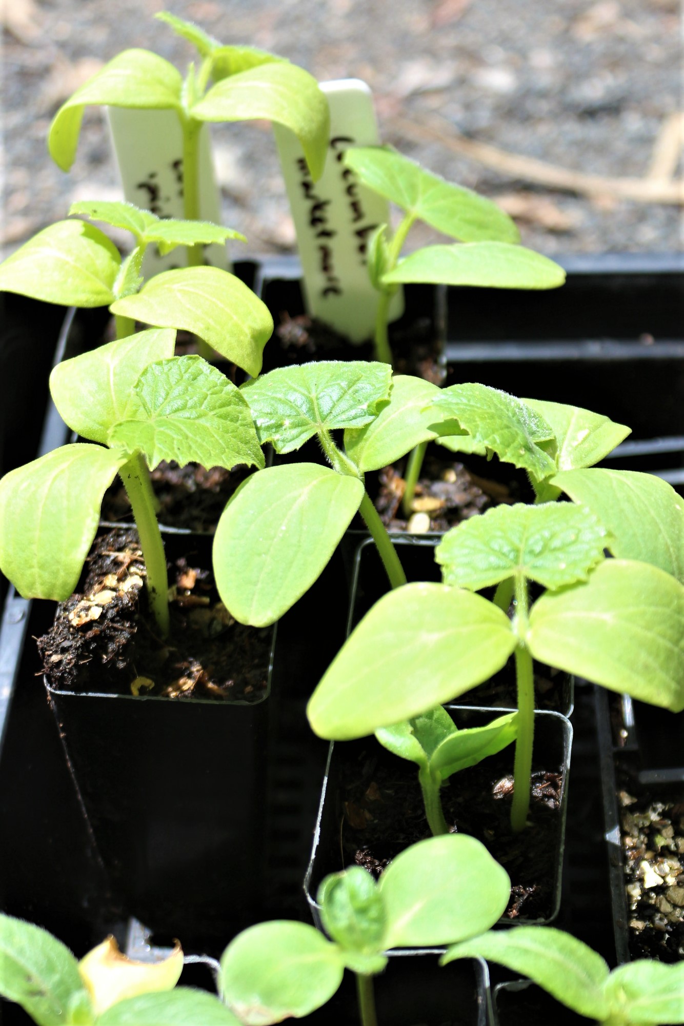 Got to love Spring time… | Off Grid Maori