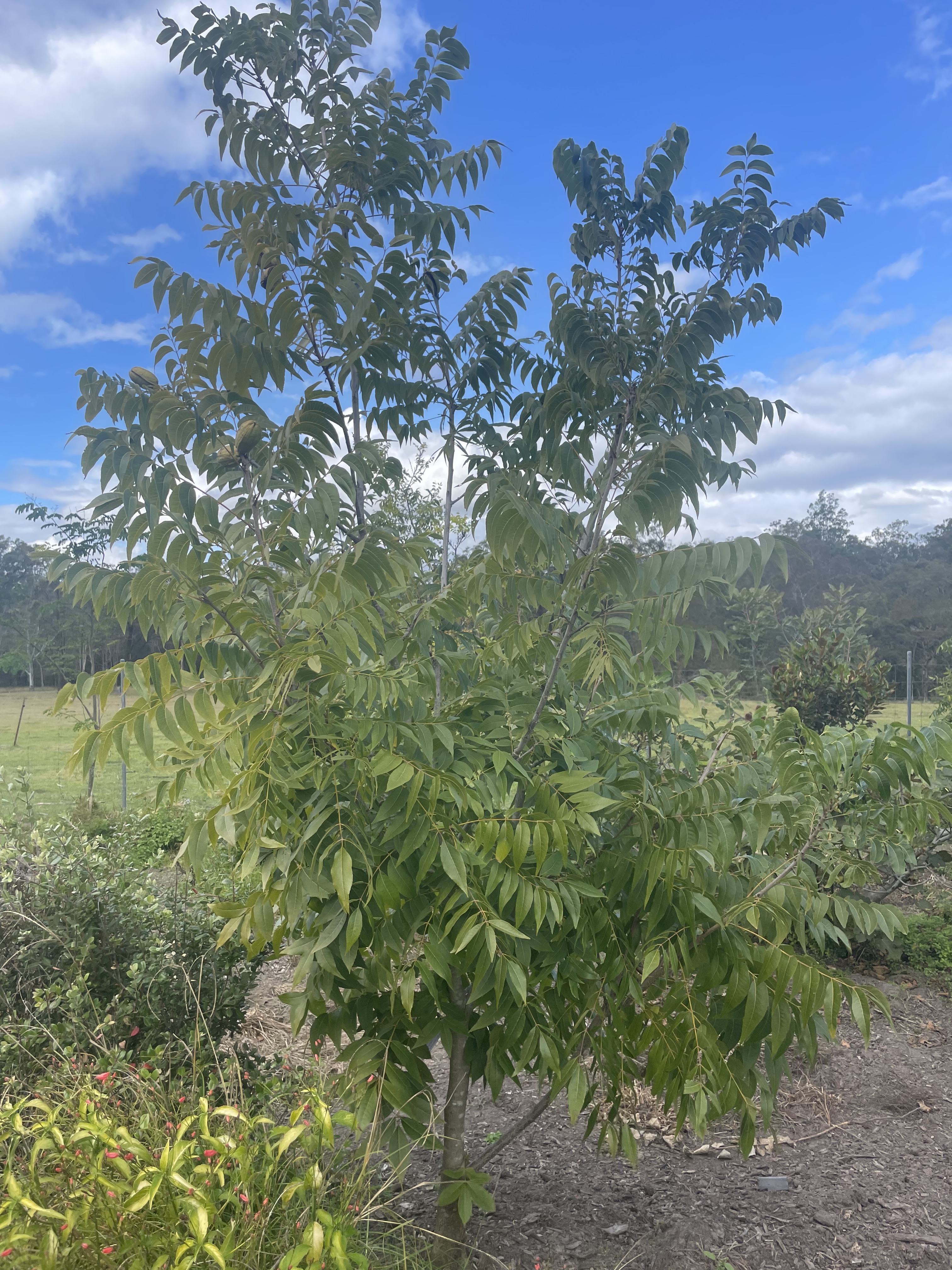 Garden Update! | Off Grid Maori