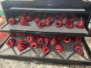 Rosella! How to plant, harvest and use them. | Off Grid Maori